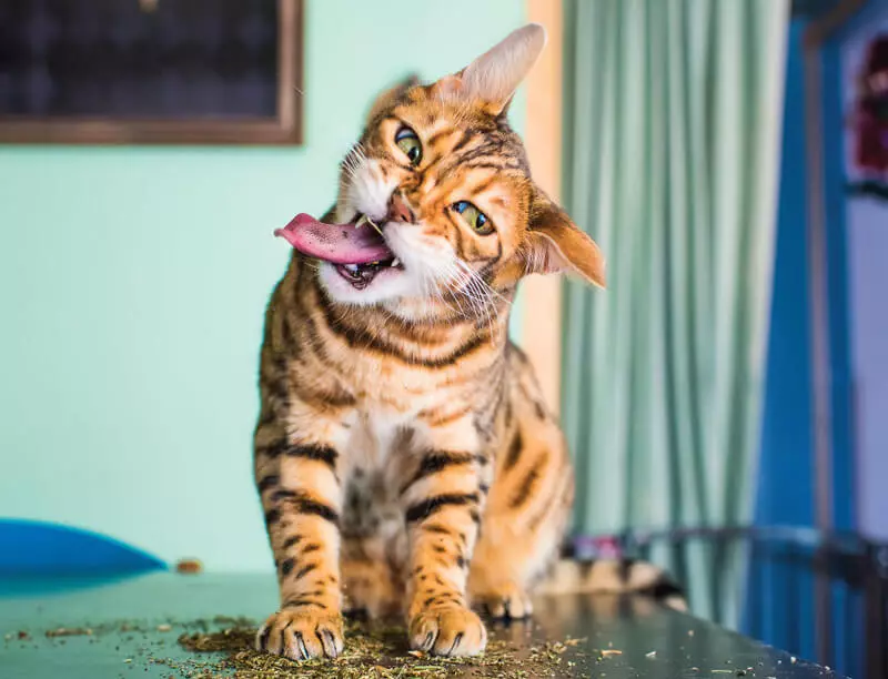 Katte og Cat Mint: 10 mest sjove billeder 704_9