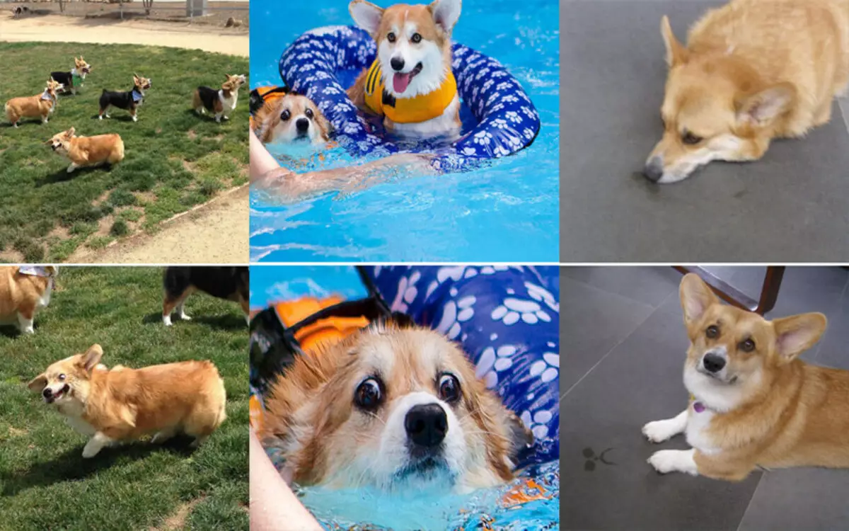 Dogs de raza Corgi: 10 fotos divertidas que non poden, senón causar un sorriso 706_1