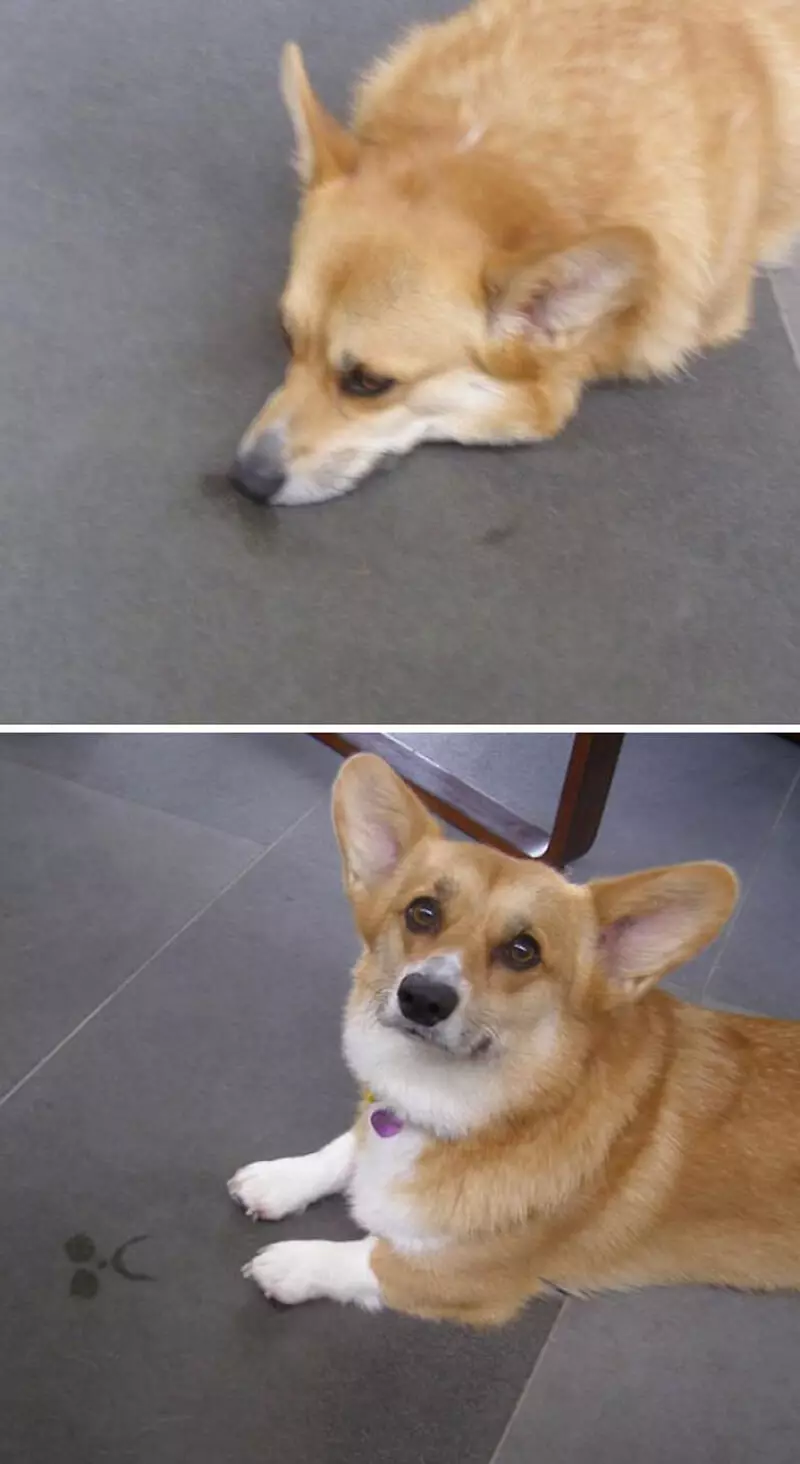 גזע כלבים קורגי: 10 תמונות מצחיקות שלא יכולות לגרום לחיוך 706_10