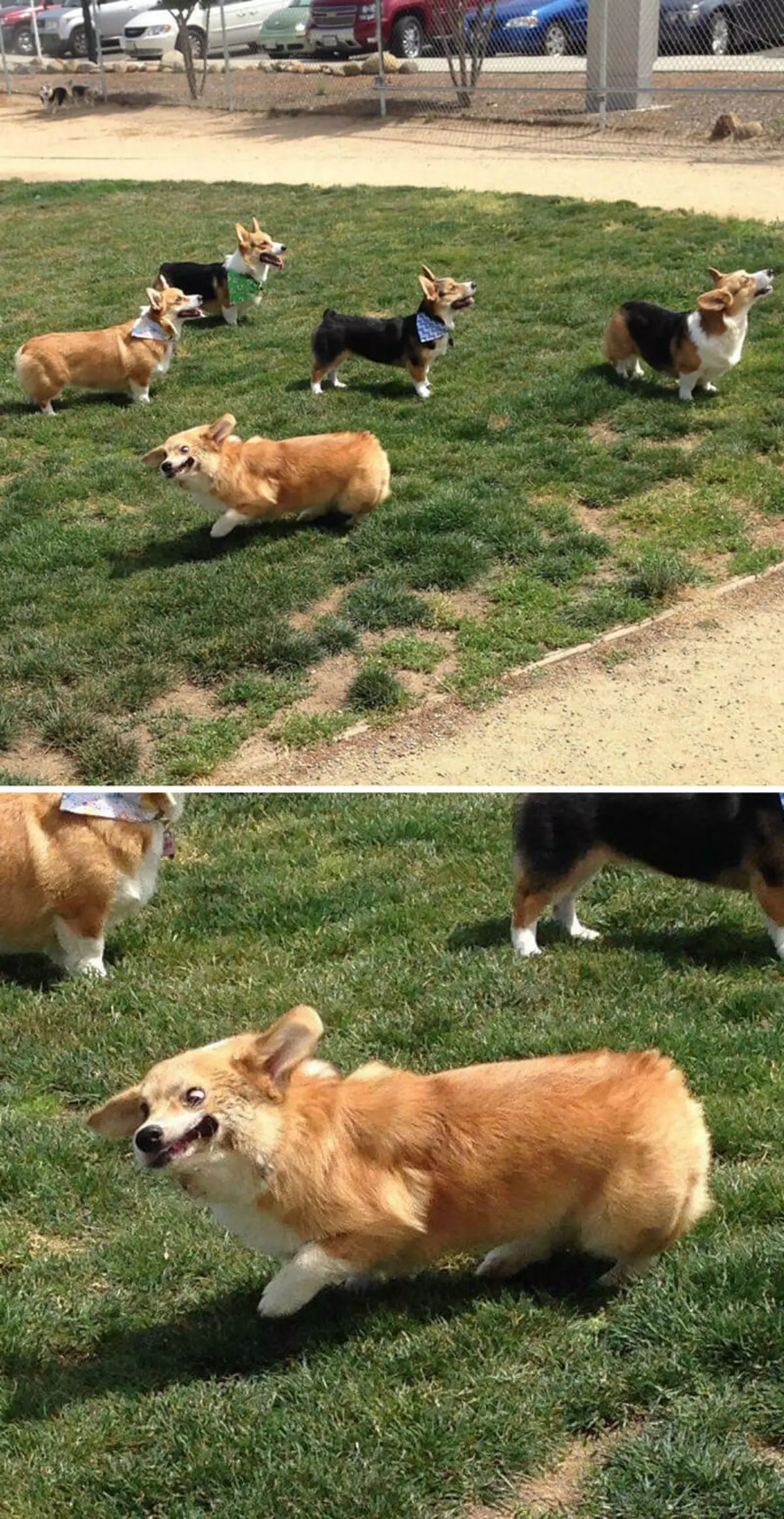 גזע כלבים קורגי: 10 תמונות מצחיקות שלא יכולות לגרום לחיוך 706_11