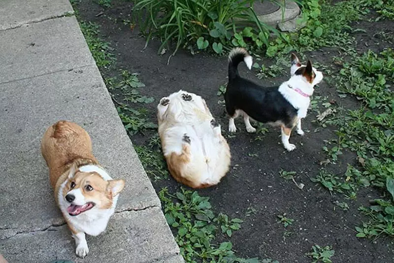 Dogs de raza Corgi: 10 fotos divertidas que non poden, senón causar un sorriso 706_7
