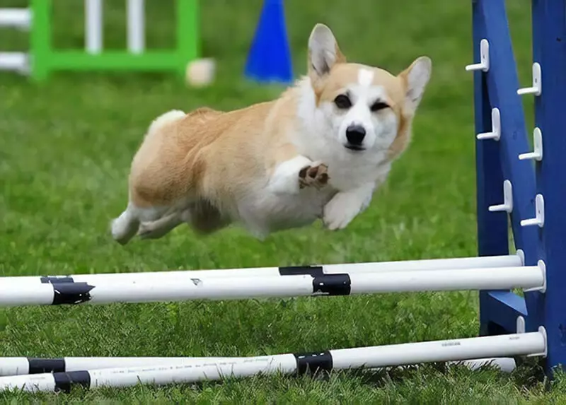 Anjing breed corgi: 10 foto lucu yang tidak bisa tidak tersenyum 706_9