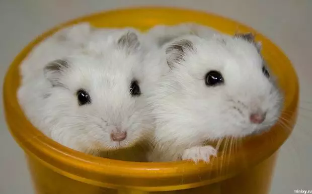 Bagaimana untuk menjaga hamster: video, foto dan petua