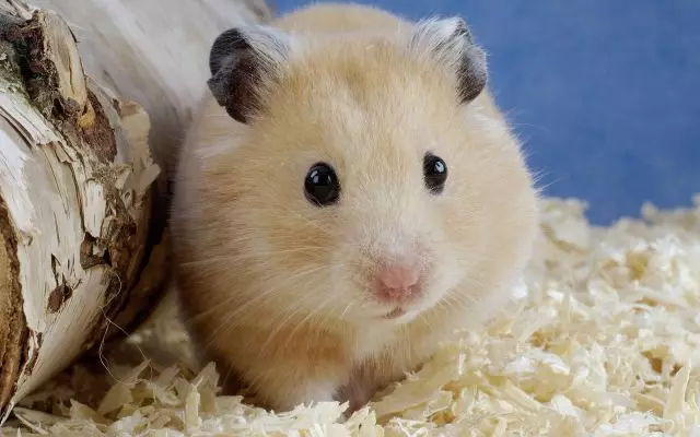 Hamster için Nasıl Bakılır: Video, Fotoğraflar ve İpuçları